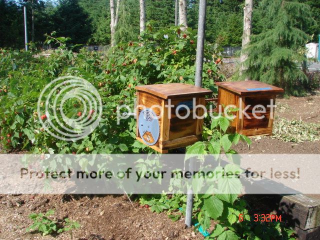 2013 double mating nuc design-photos and parts | Beesource Beekeeping Forums